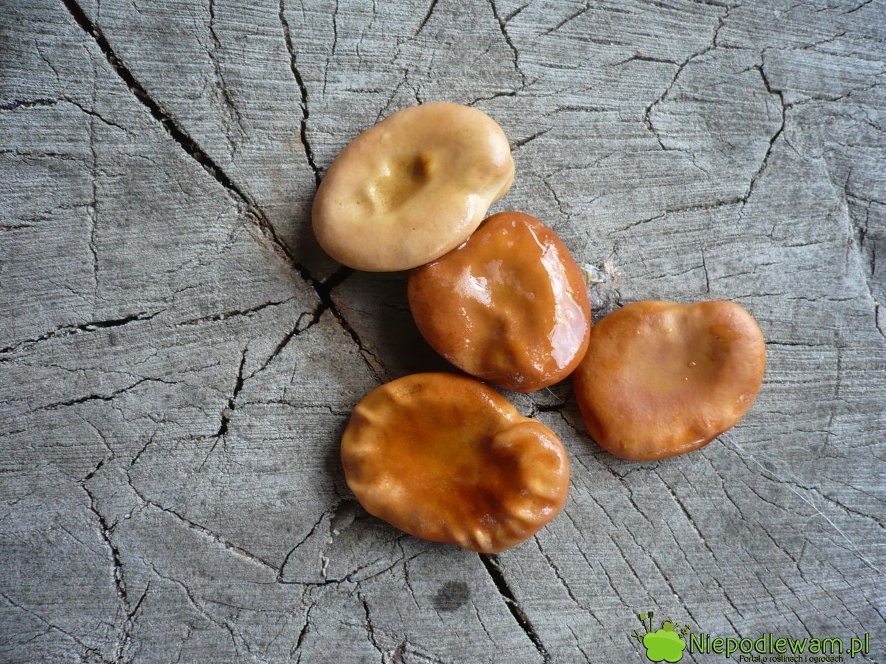 Siew bobu - jak głęboko i kiedy