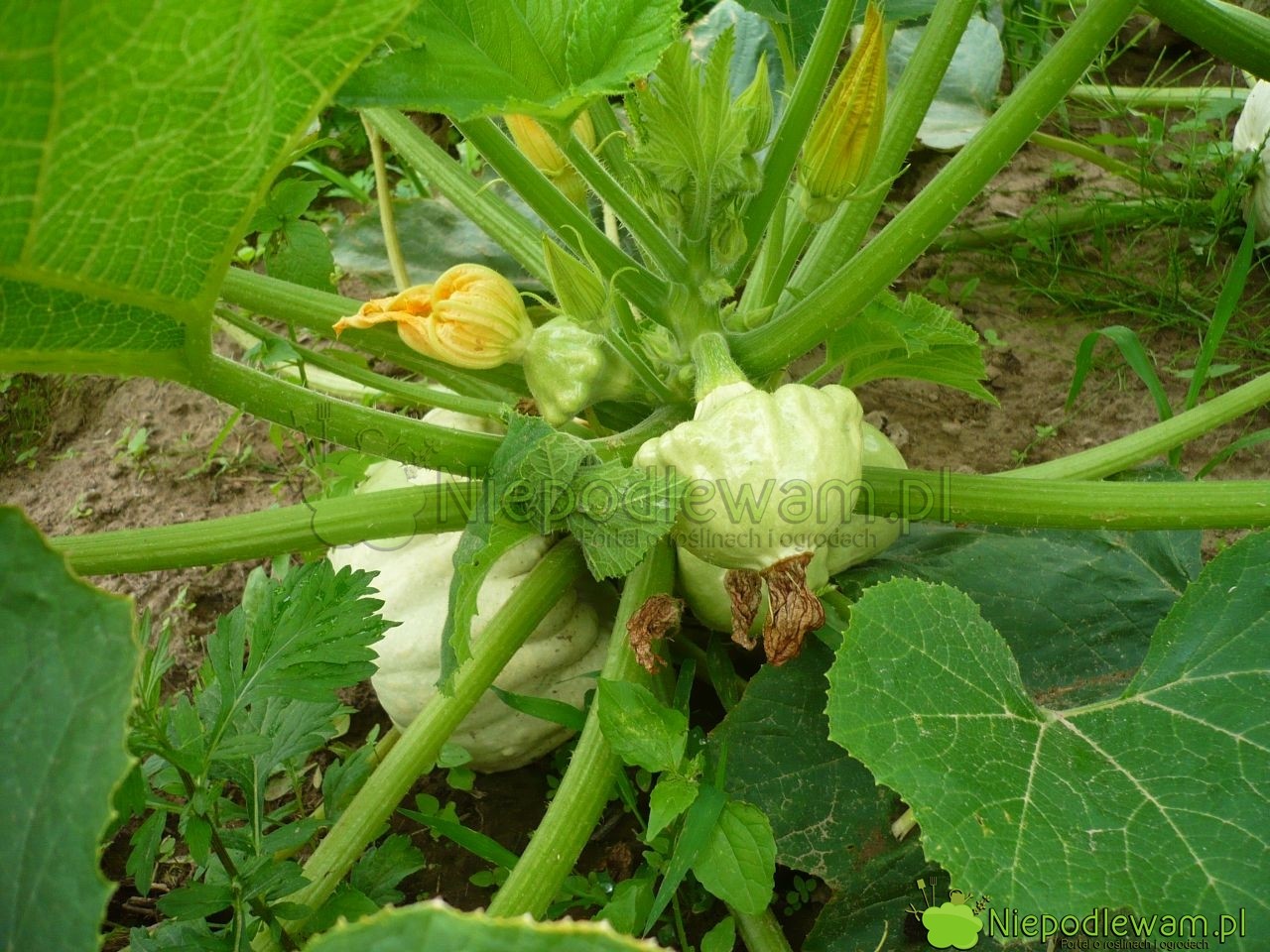 Patison – uprawa i wymagania