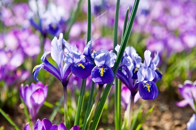 Irys żyłkowany – uprawa i odporność - Niepodlewam.pl