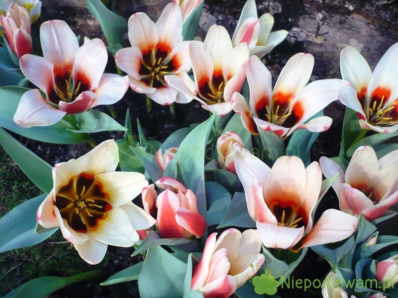 Tulipan Fostera – uprawa i odporność - Niepodlewam.pl