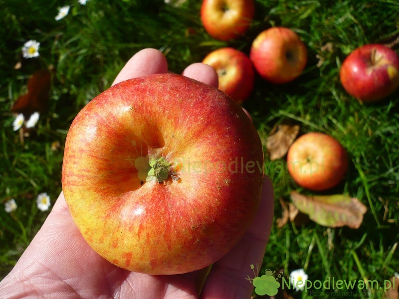 Jabłoń Elise – uprawa, odporność, zapylacze - Niepodlewam.pl