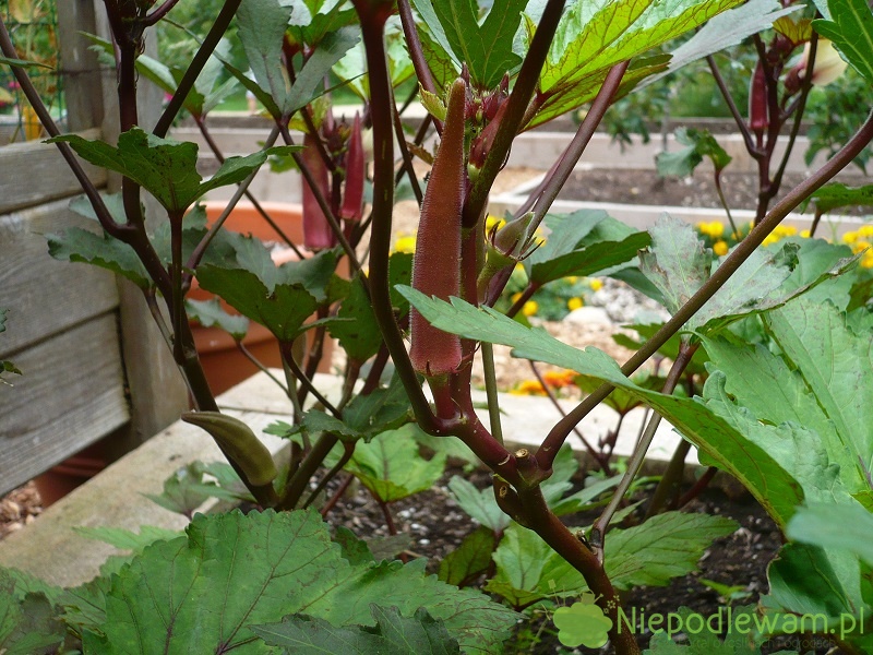 Okra Okinawa Pink – uprawa, smak, odporność - Niepodlewam.pl