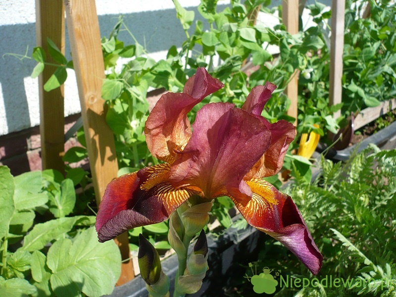 Irys bródkowy – uprawa i odporność - Niepodlewam.pl