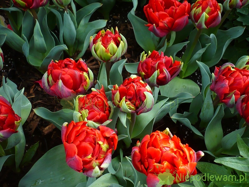 Tulipan Red Princess – uprawa i ciekawostki - Niepodlewam.pl
