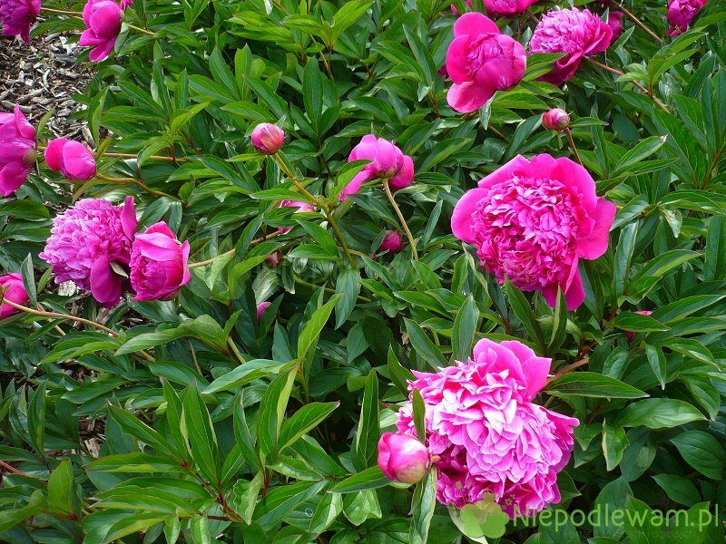 Piwonia chińska – uprawa i odporność - Niepodlewam.pl