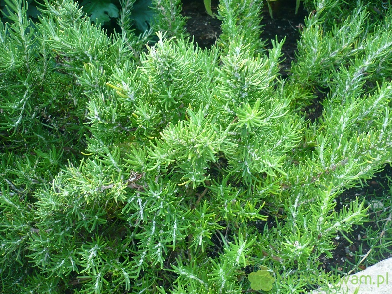 Rozmaryn lekarski Foxtail – uprawa i ciekawostki - Niepodlewam.pl