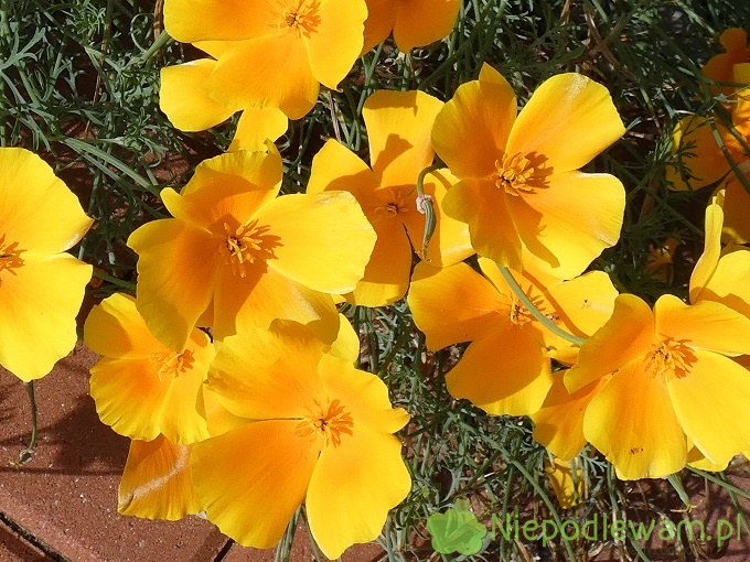 Maczek kalifornijski – uprawa i odporność - Niepodlewam.pl