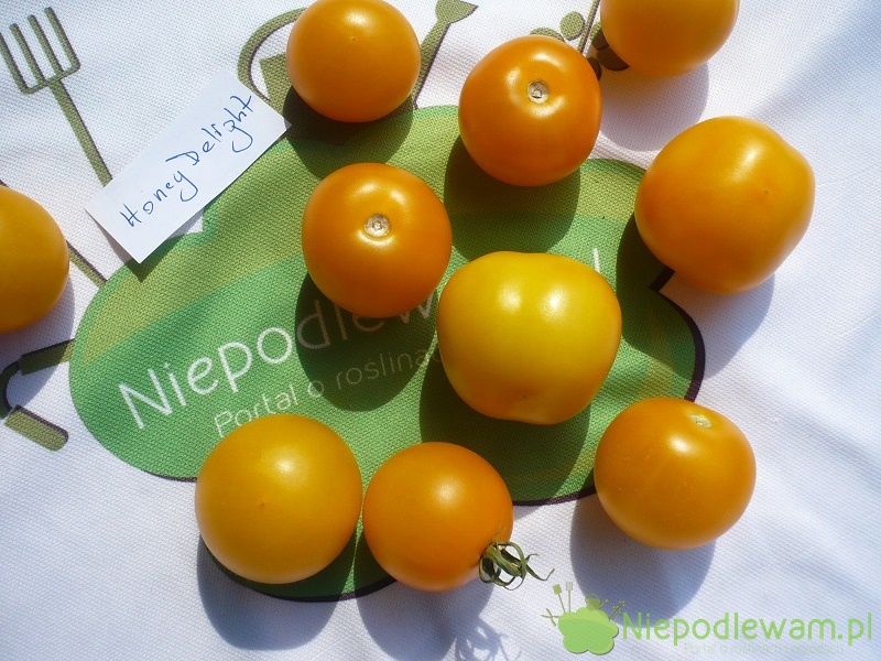 Pomidor Honey Delight – uprawa, smak, choroby - Niepodlewam.pl