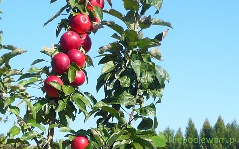 Jabłonie baleriny – czym się wyróżniają - Niepodlewam.pl