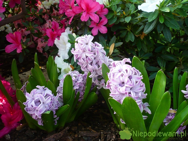 Hiacynt wschodni – uprawa i odporność - Niepodlewam.pl