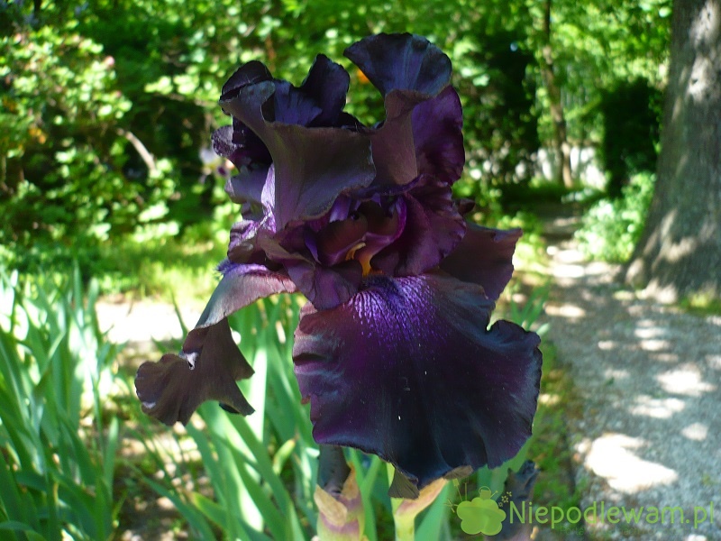 Irys bródkowy Superstition - uprawa i ciekawostki - Niepodlewam.pl
