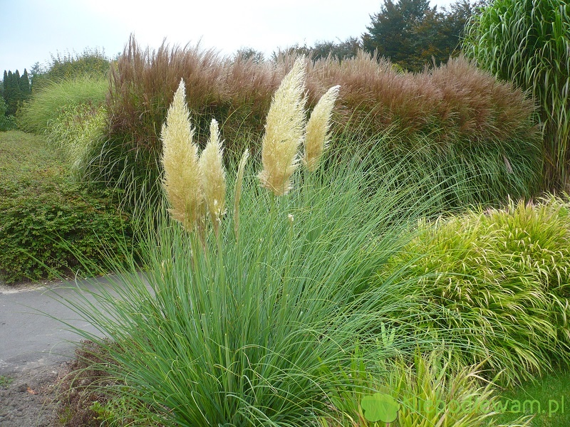 Trawa pampasowa - uprawa, odporność, cięcie - Niepodlewam.pl