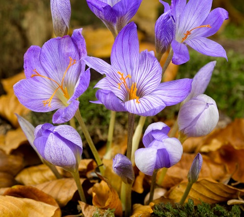 Krokus wspaniały – uprawa i odporność - Niepodlewam.pl