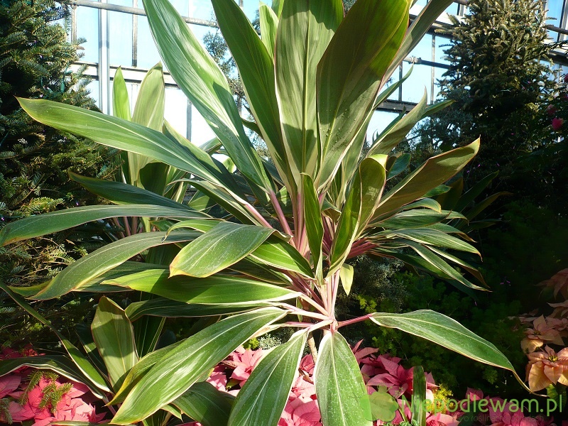 Kordylina krzewiasta Pink Diamond - uprawa i ciekawostki - Niepodlewam.pl