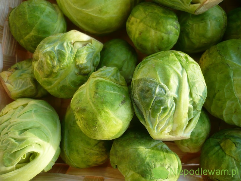 Kapusta brukselska – uprawa i wymagania - Niepodlewam.pl